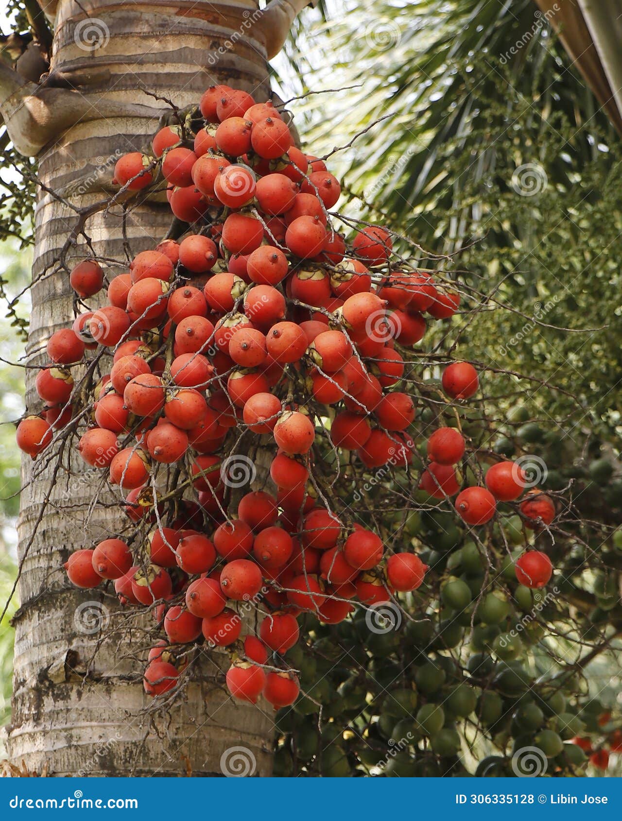Bunch of Areca Nut or Betel Nut is the Fruit of the Areca Palm Tree ...