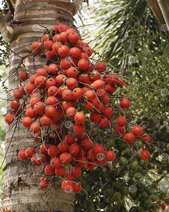 Bunch of Areca Nut or Betel Nut is the Fruit of the Areca Palm Tree ...