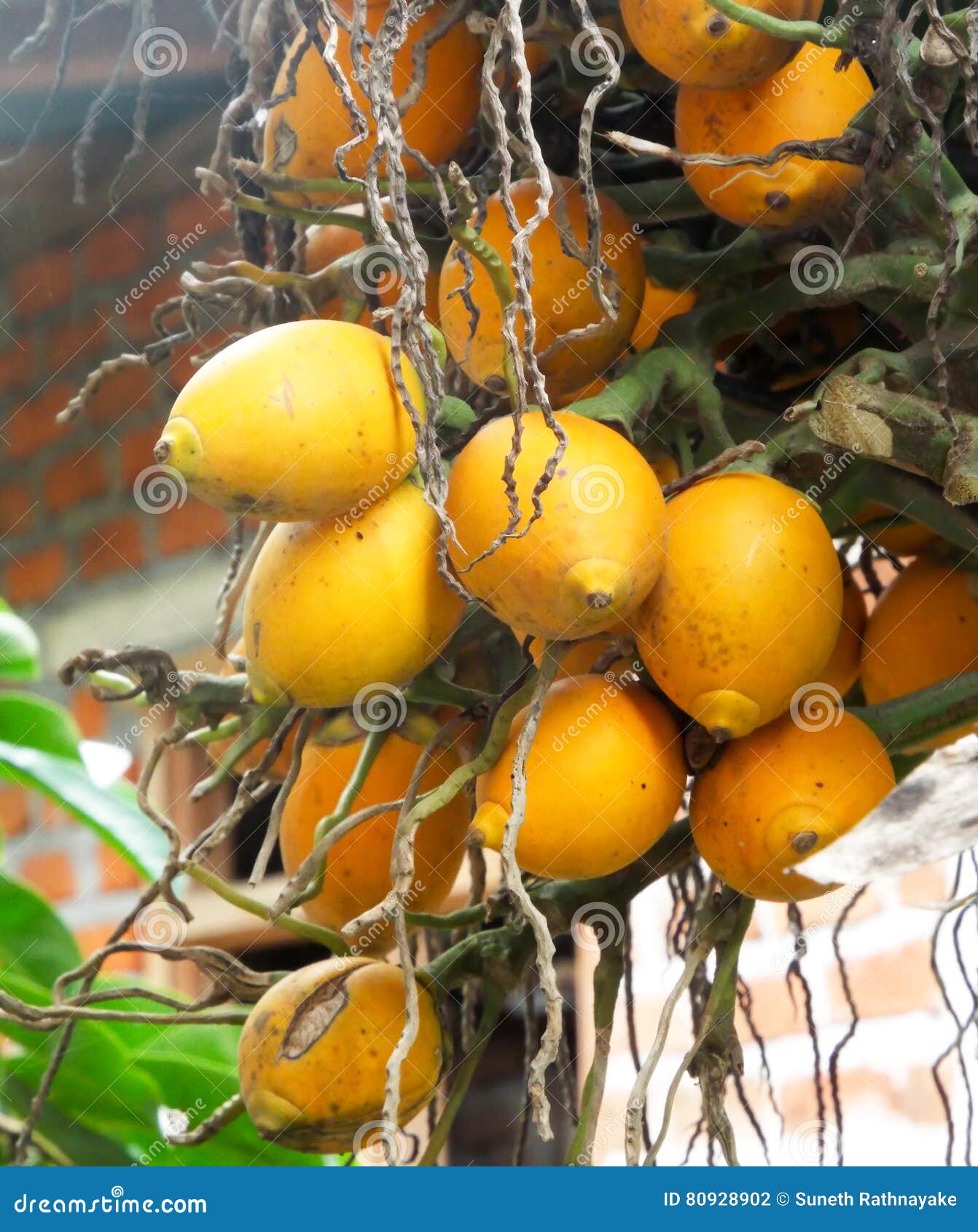 Bunch of arecanut stock photo. Image of stem, bunch, danger - 80928902