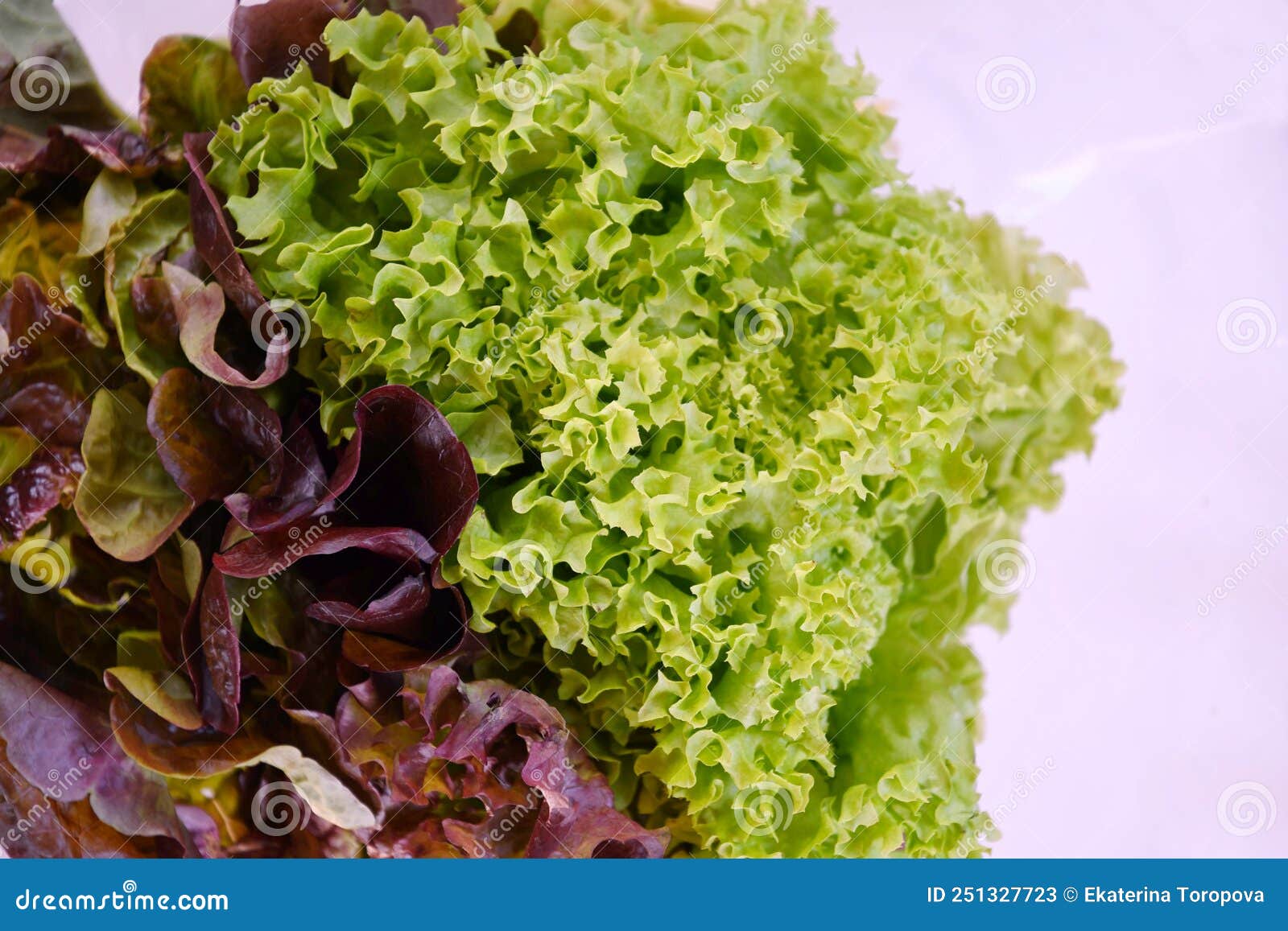 A Bunch of Assorted Fresh Lettuce in Plastic Packaging on a Blue ...