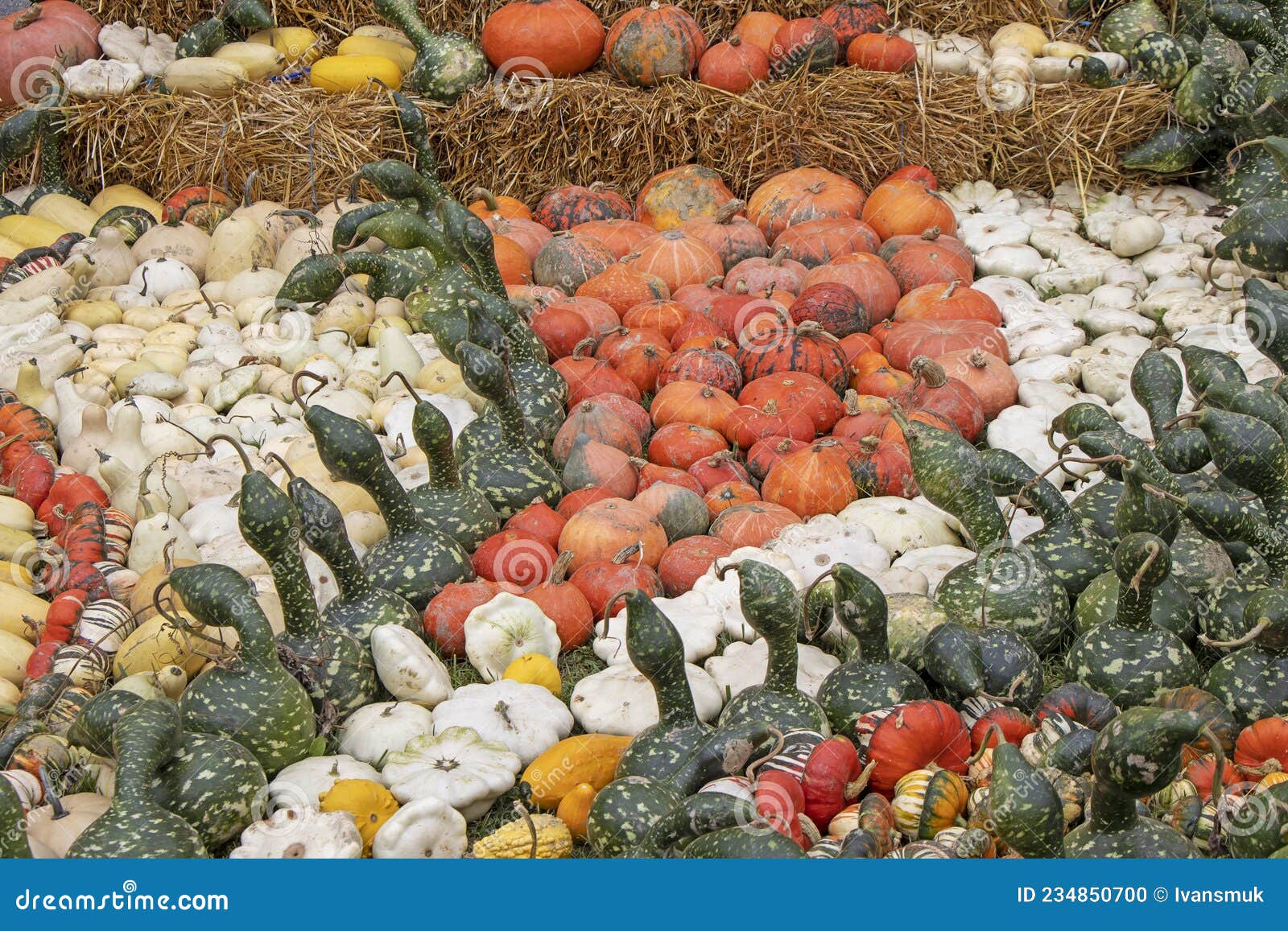 Bunch Assorted Gourds, Zucchini, Pumpkin and Winter Squash Stock Photo ...