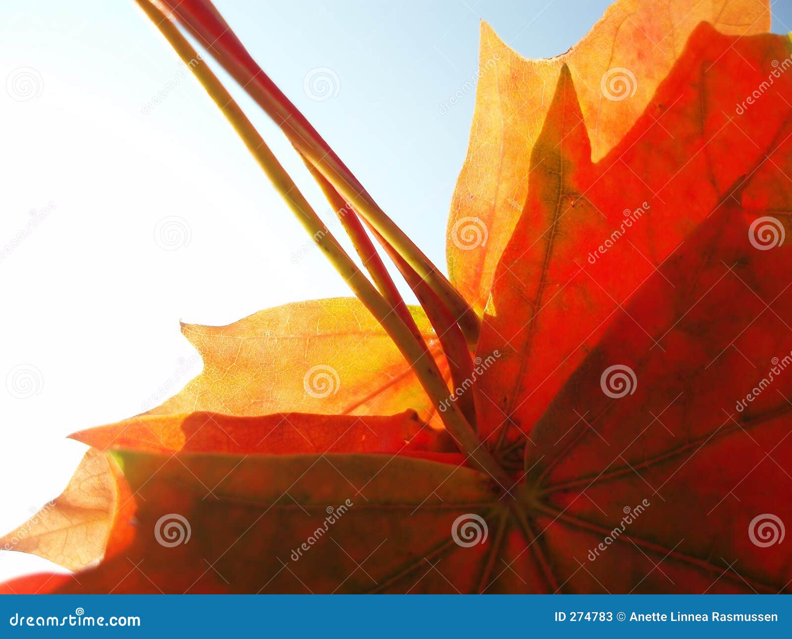 Bunch of autumn leaves stock image. Image of orange, form - 274783