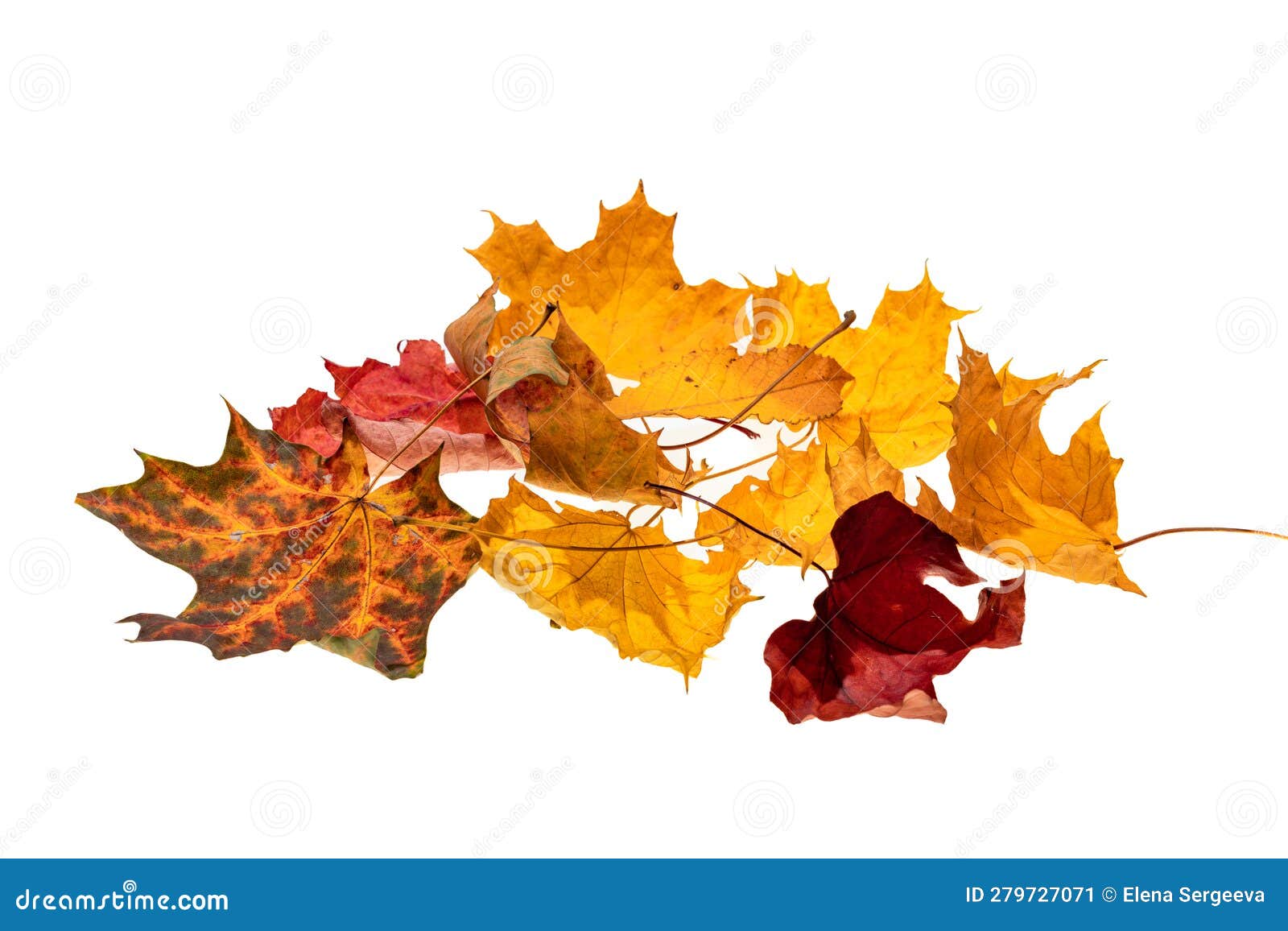 Bunch of Autumn Leaves Isolated on White Background, Dry Fallen Leaves ...
