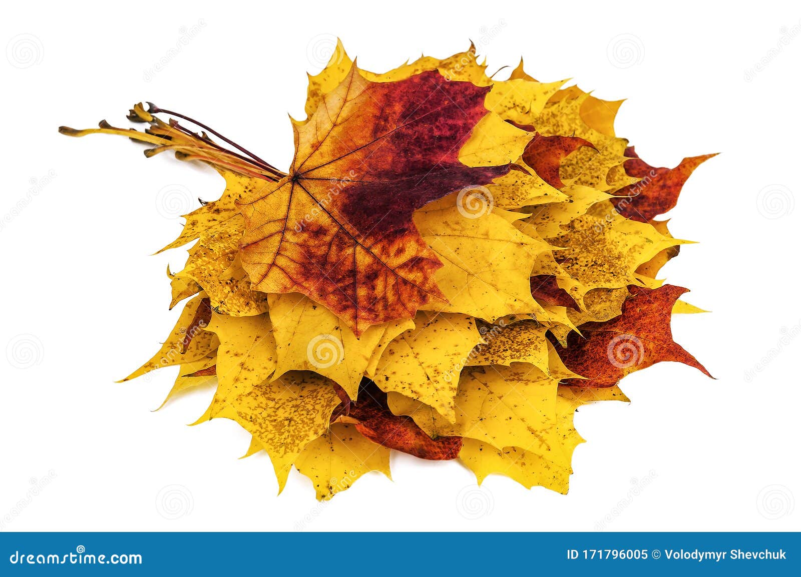 Bunch of Autumn Maple Leaves on White Stock Image - Image of october ...