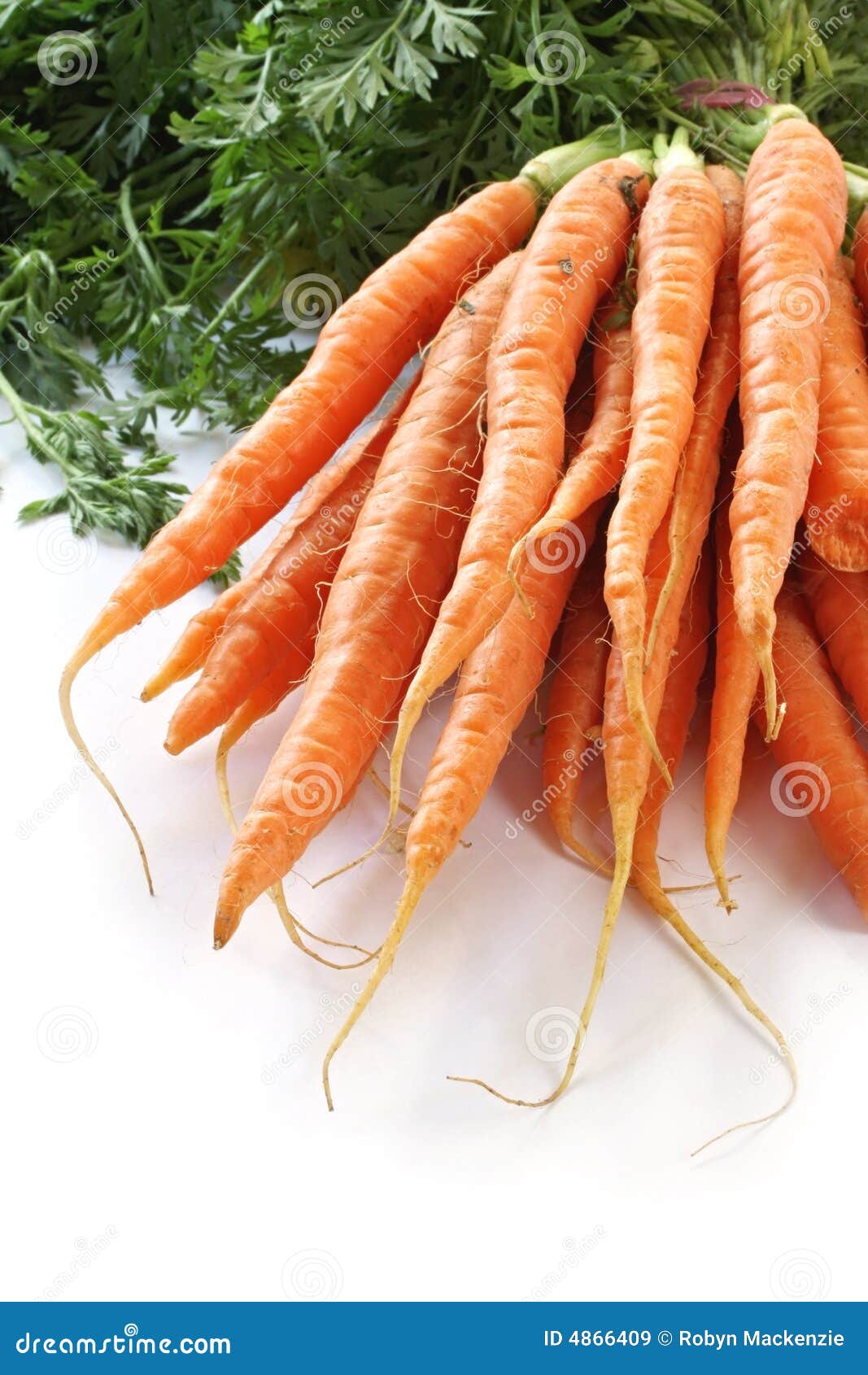 Bunch of Baby Carrots stock image. Image of nutritious - 4866409