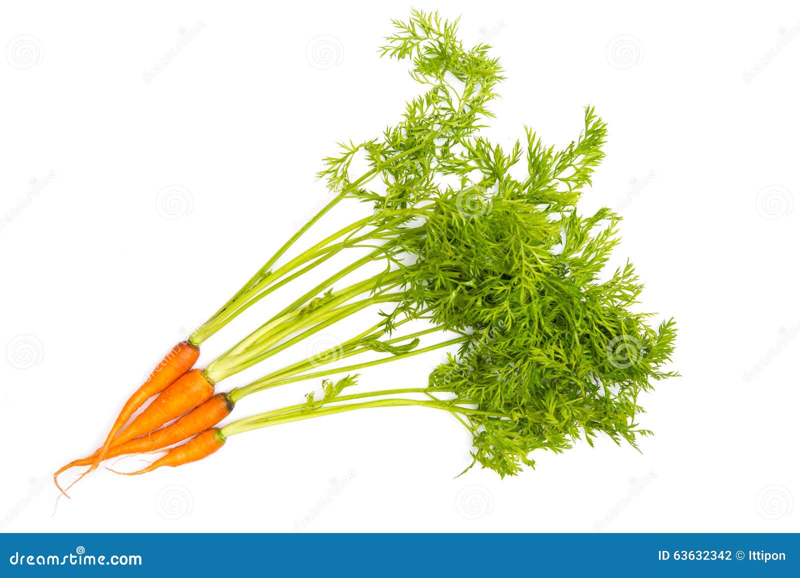 Bunch of baby carrots stock photo. Image of ingredient - 63632342