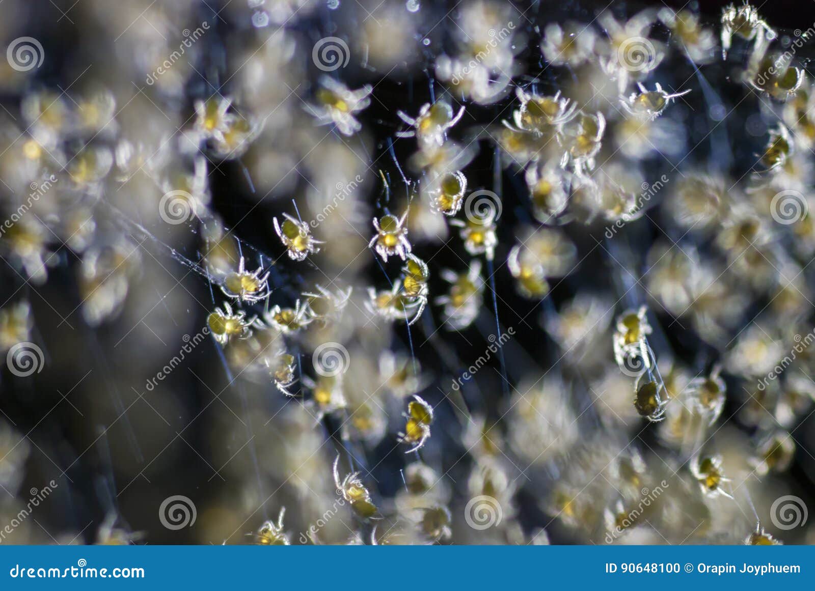 A bunch of baby Spiders stock photo. Image of mass, color - 90648100