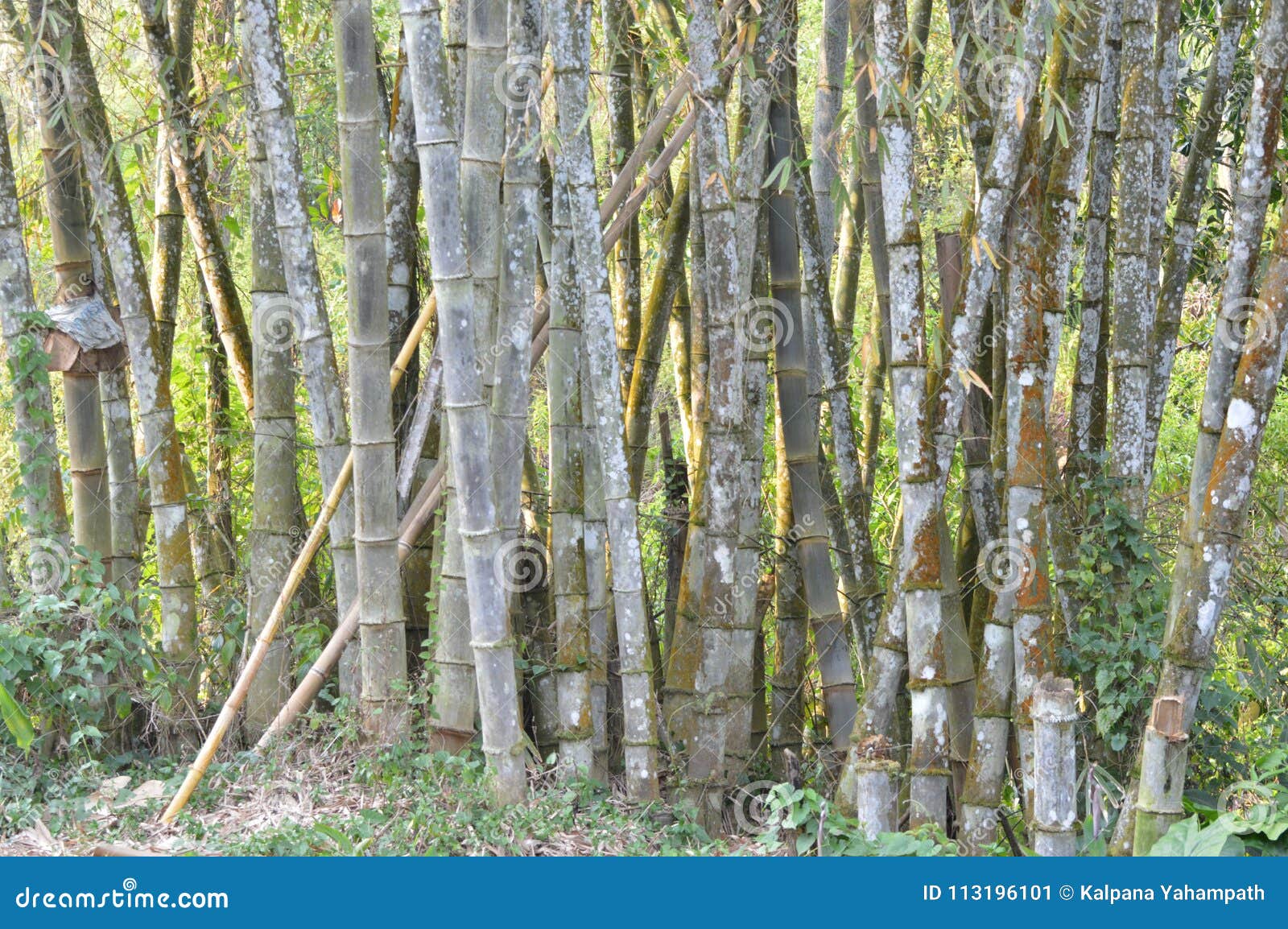 Bunch of Bamboo tree stock image. Image of growth, leaf - 113196101