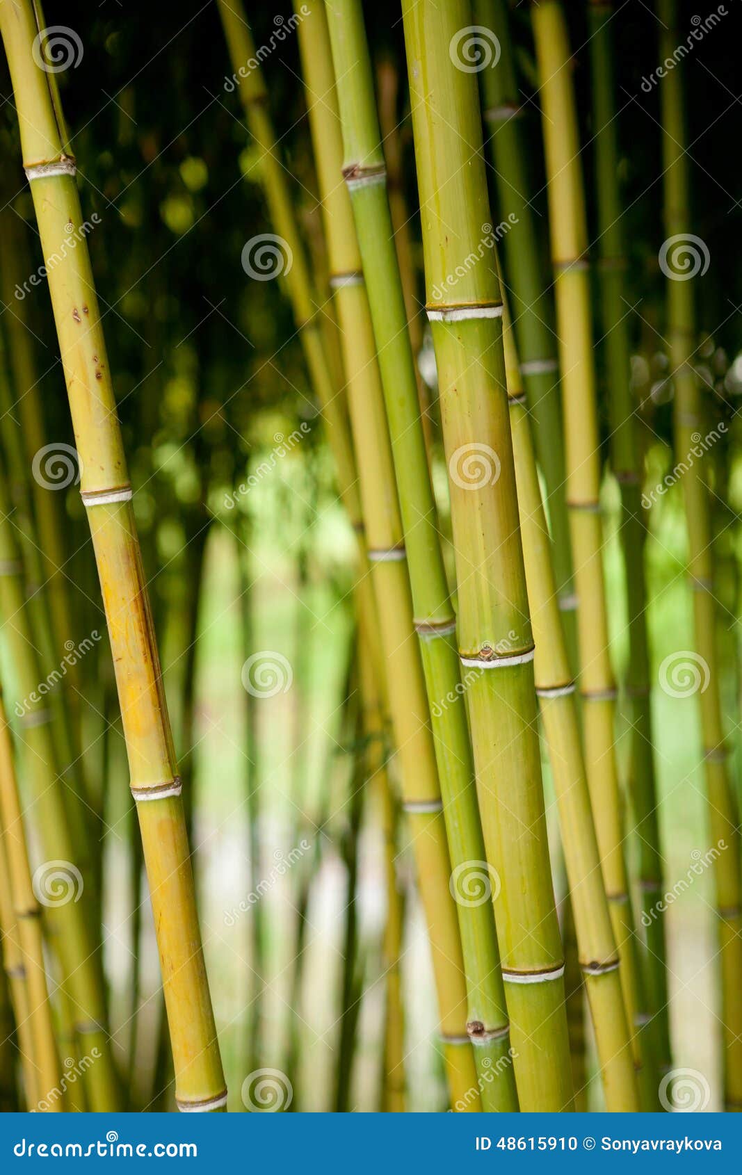 Bunch of Bamboo Tree Stems/sticks Stock Photo - Image of bamboo ...