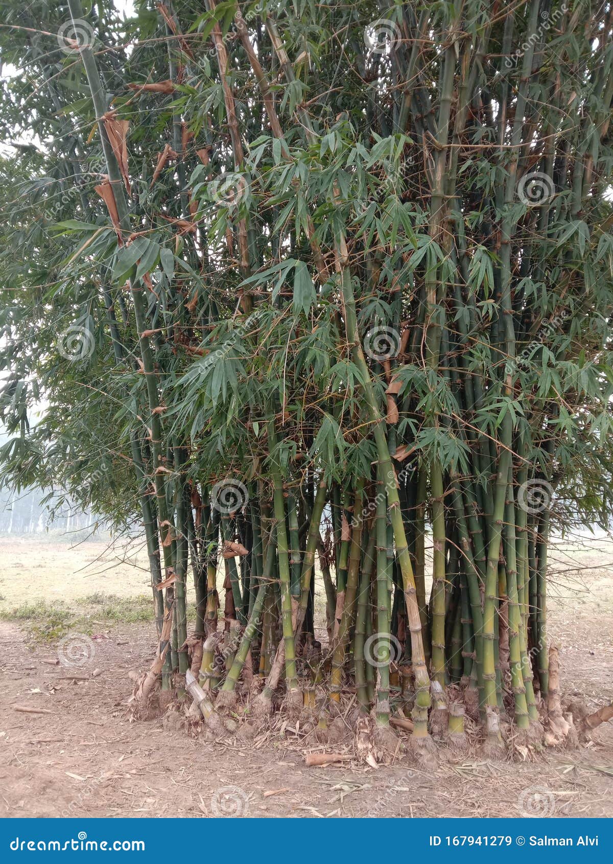 A bunch of bamboo trees stock image. Image of forest - 167941279