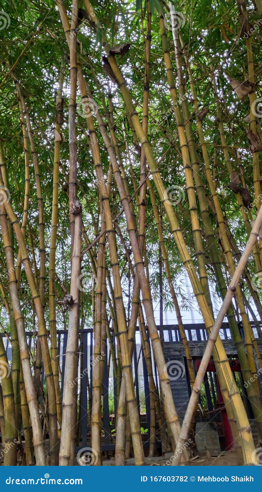 Bunch of Bamboo Trees in India Stock Photo - Image of bunches, shadow ...