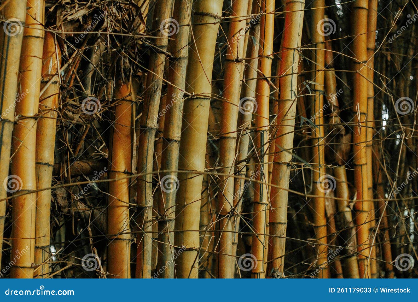 Bunch of Bamboo Trees in a Shady Area Surrounded with Thin Branches ...