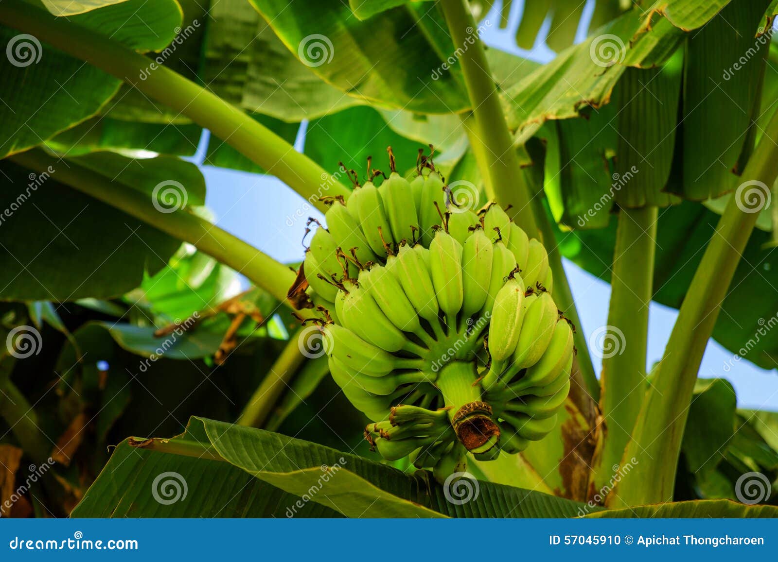 Bunch of banana on a tree stock photo. Image of open - 57045910