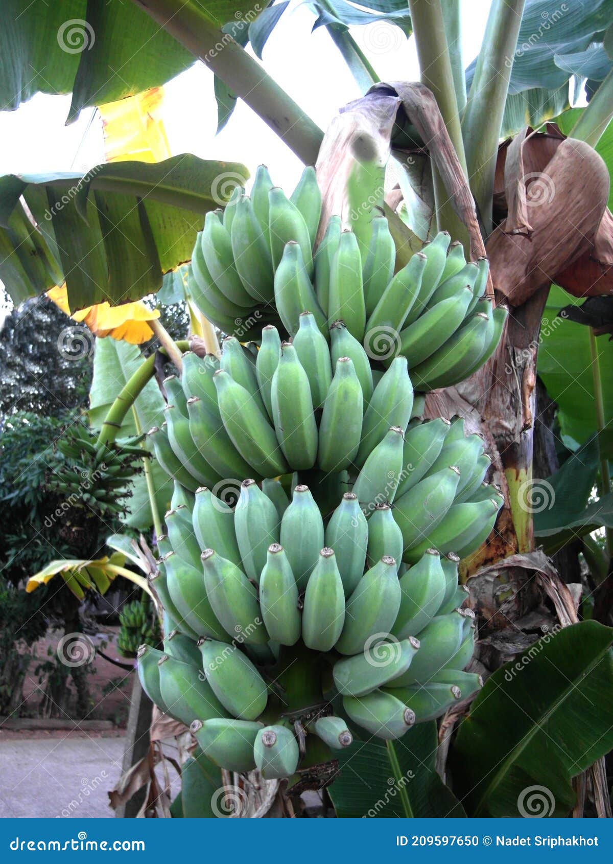 Banana chain stock photo. Image of backdrop, edible - 209597650