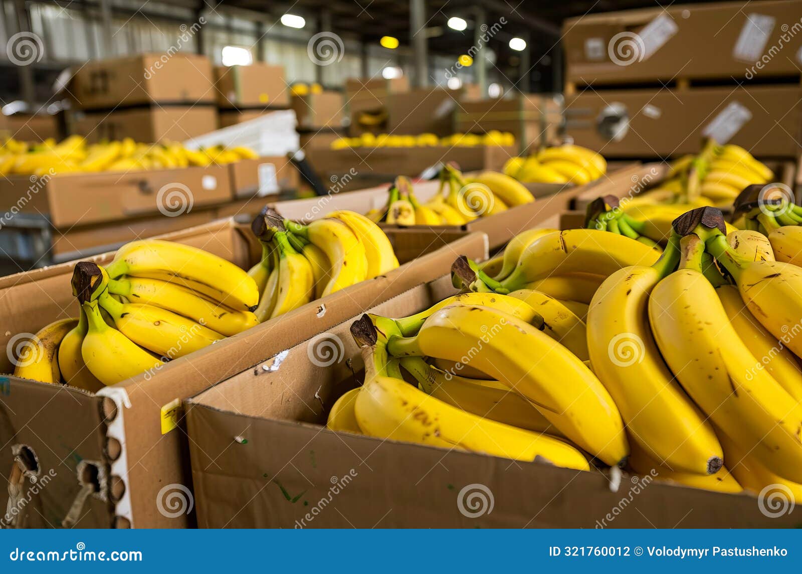 A Bunch of Bananas in Boxes Stock Photo - Image of cooking, bundle ...