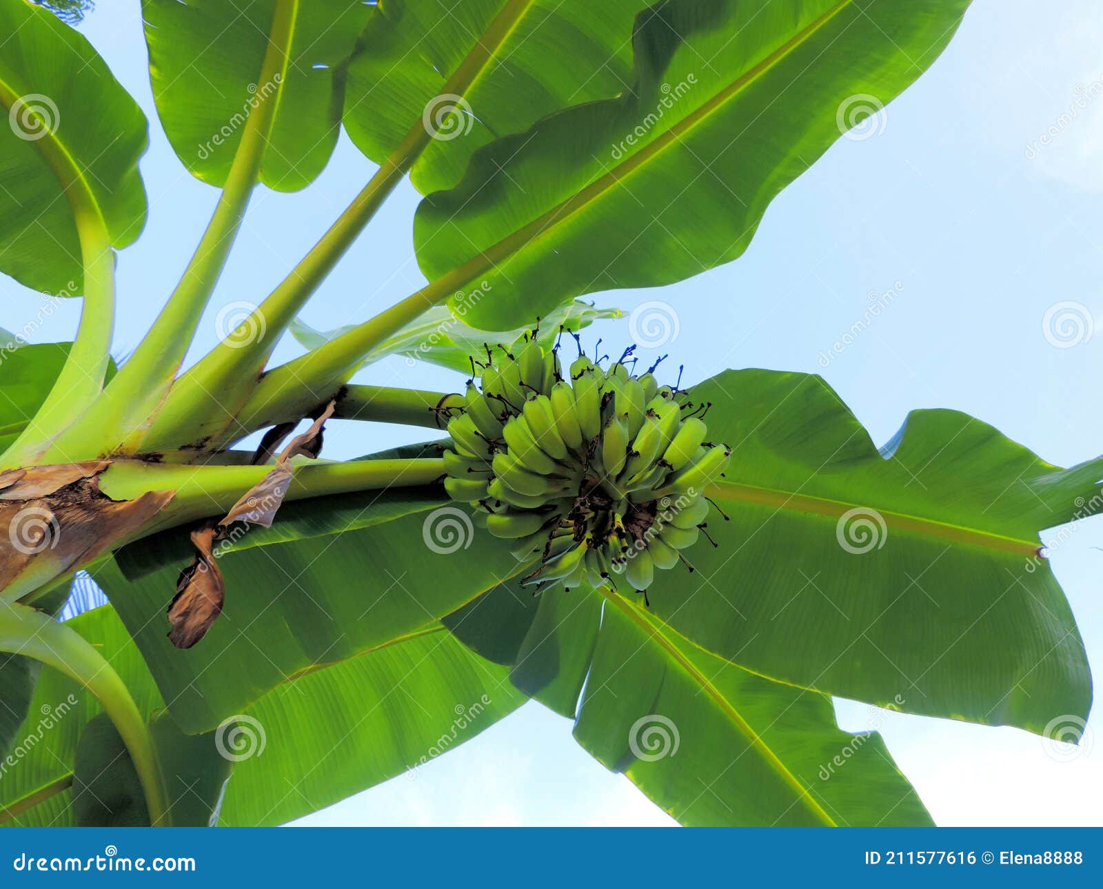 Bunch of Bananas on a Branch Bottom View Stock Photo - Image of plant ...