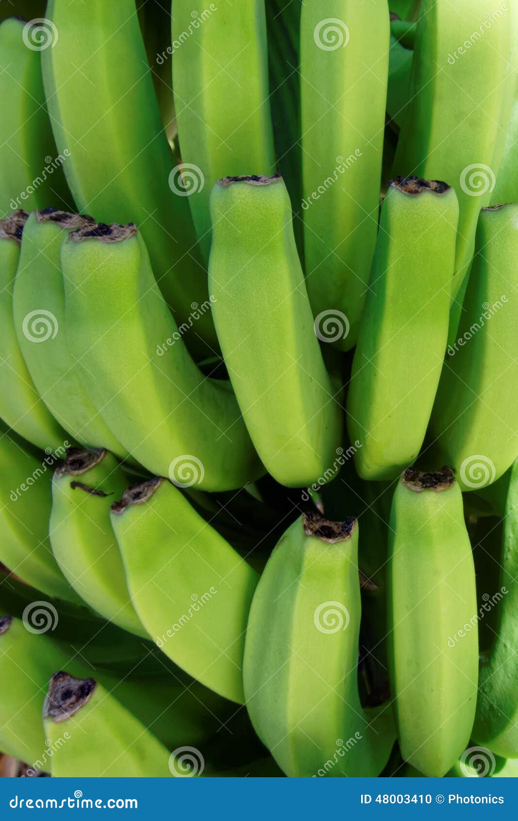 Bunch of Bananas stock photo. Image of skin, bunch, islands - 48003410