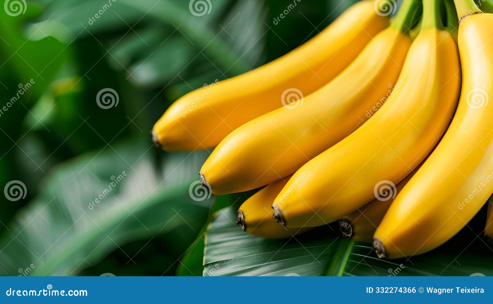 Bunch Bananas are Growing Tree Stock Illustration - Illustration of ...
