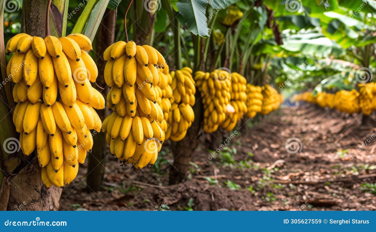A Bunch of Bananas are Growing on a Tree in the Field, AI Stock Image ...