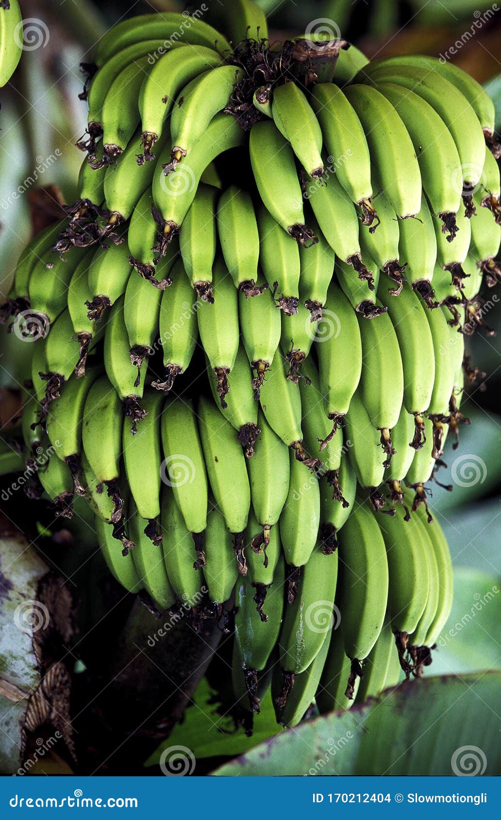 BANANE stock photo. Image of north, exotic, banana, banane - 170212404