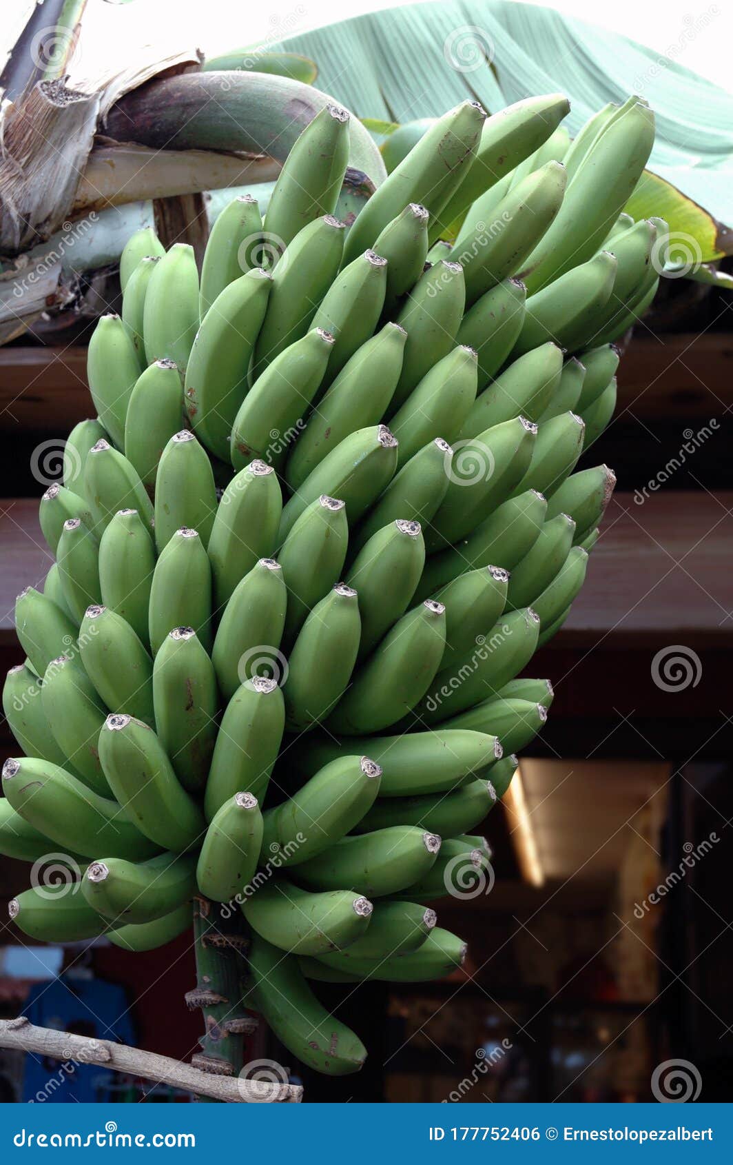 Bunch of Bananas Ripening on the Banana Tree Branch Stock Photo - Image ...