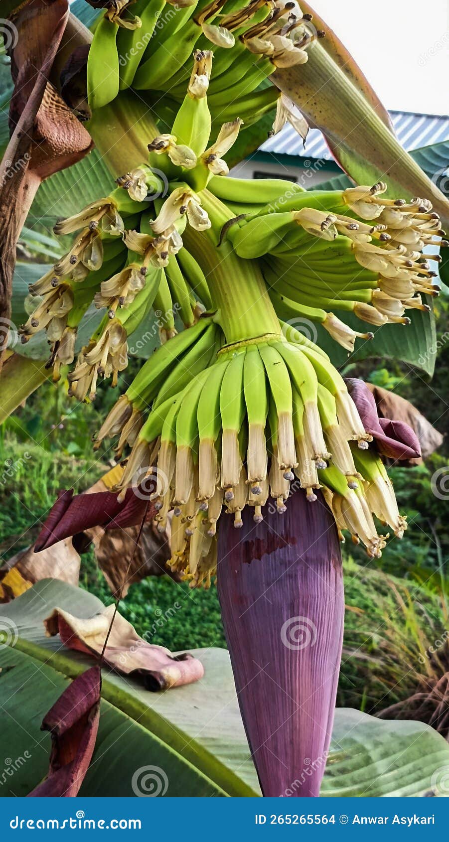 Bunch of bananas on a tree stock photo. Image of shrub - 265265564