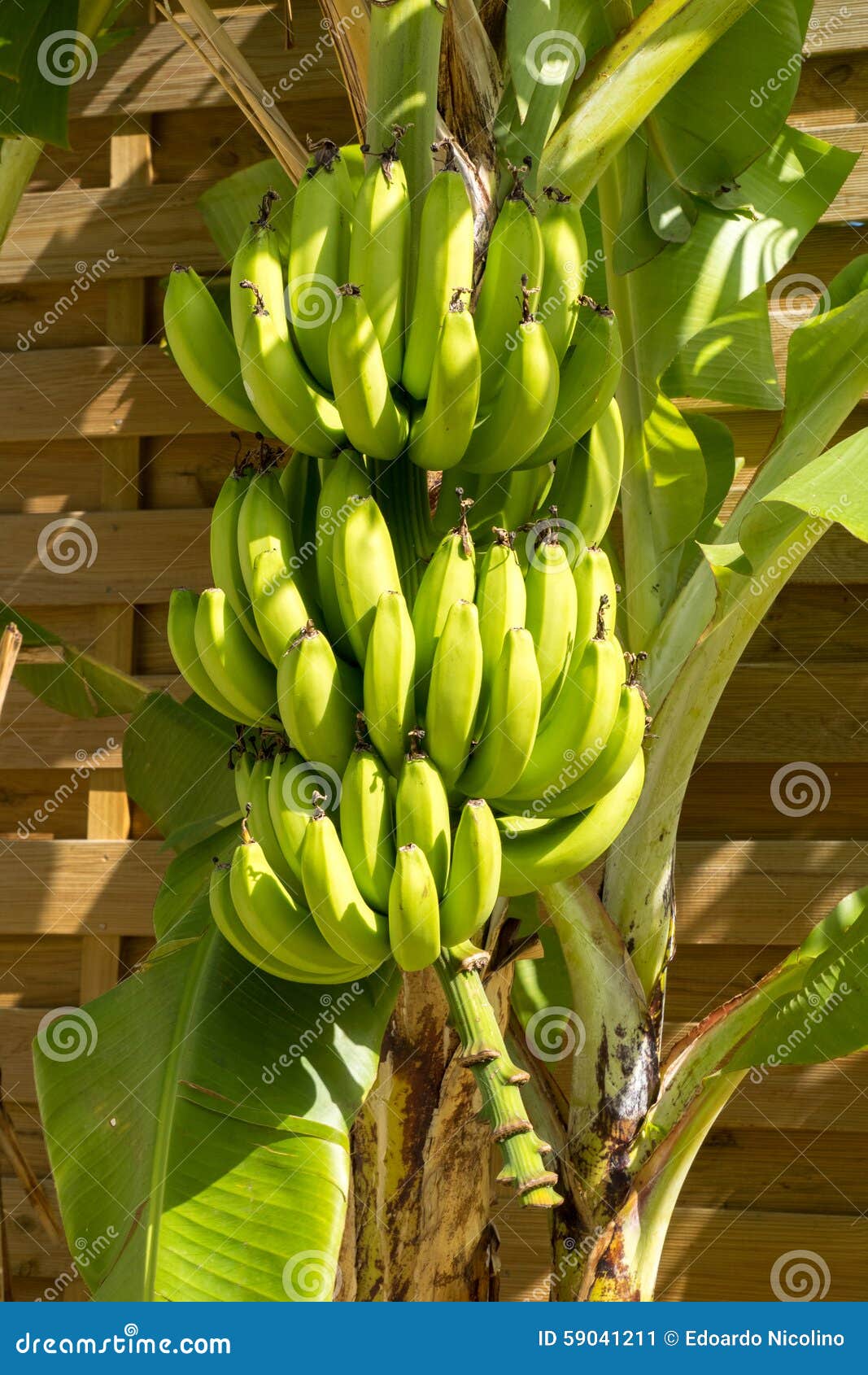 Bunch of bananas on tree stock image. Image of growth - 59041211