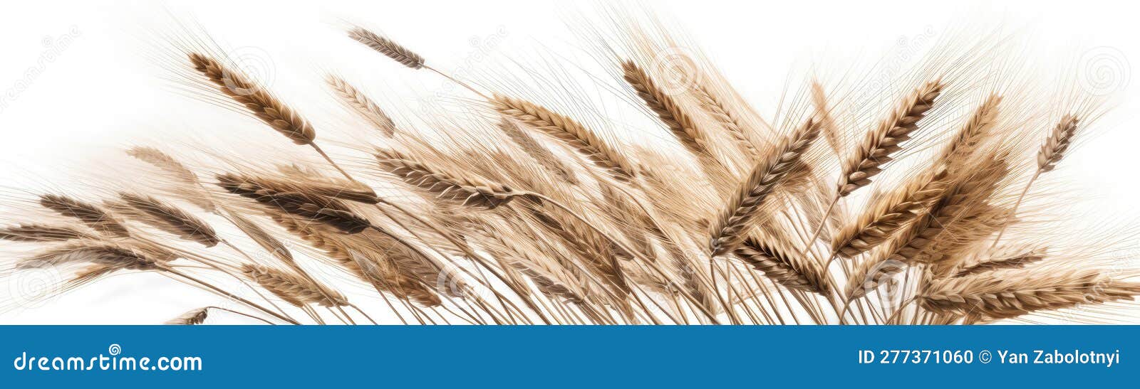 A Bunch of Barley Flying in the Airon White Background Wde Panoramic ...