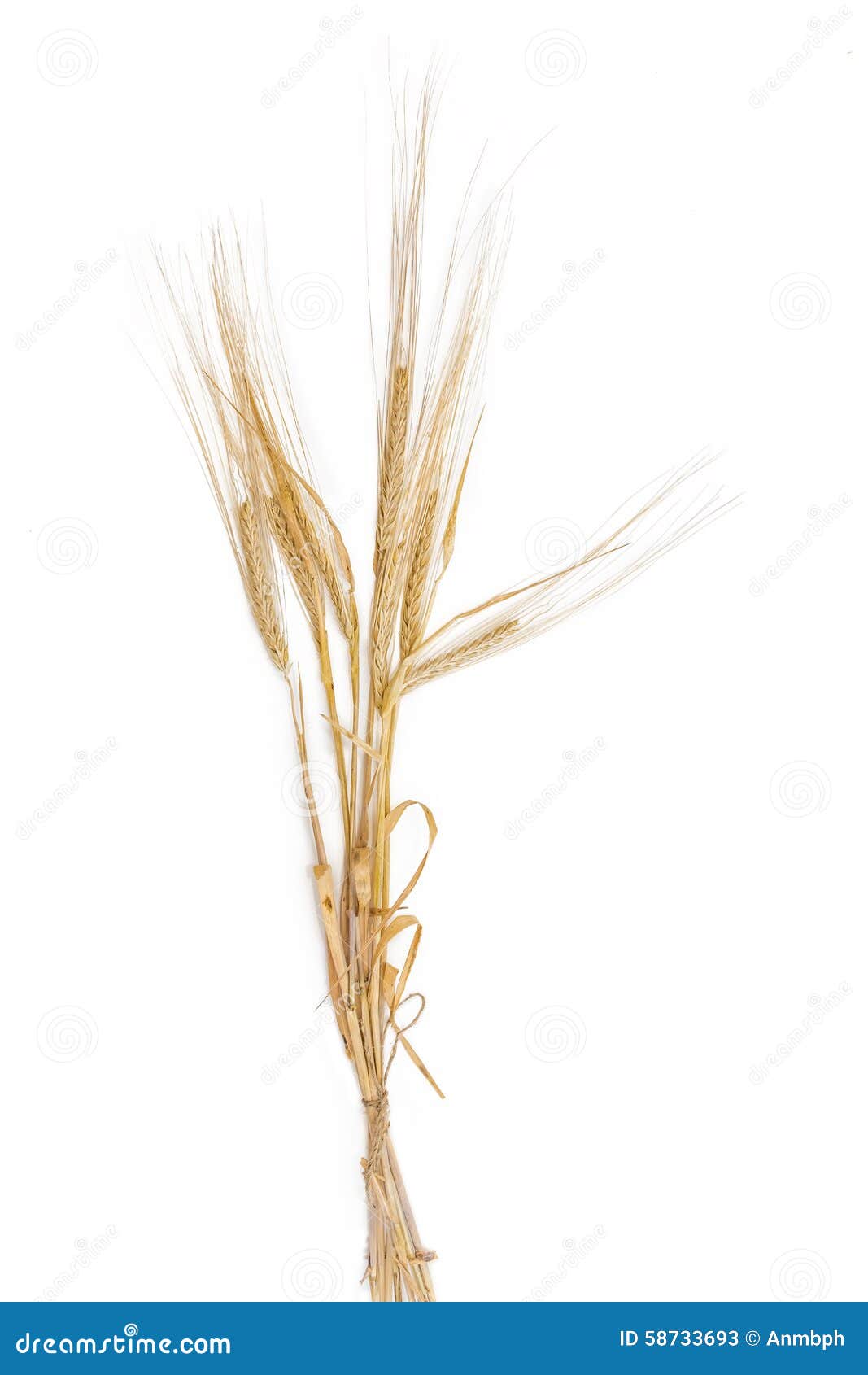 Barley Bunch Isolated On White Background. Grain Bouquet Royalty-Free ...