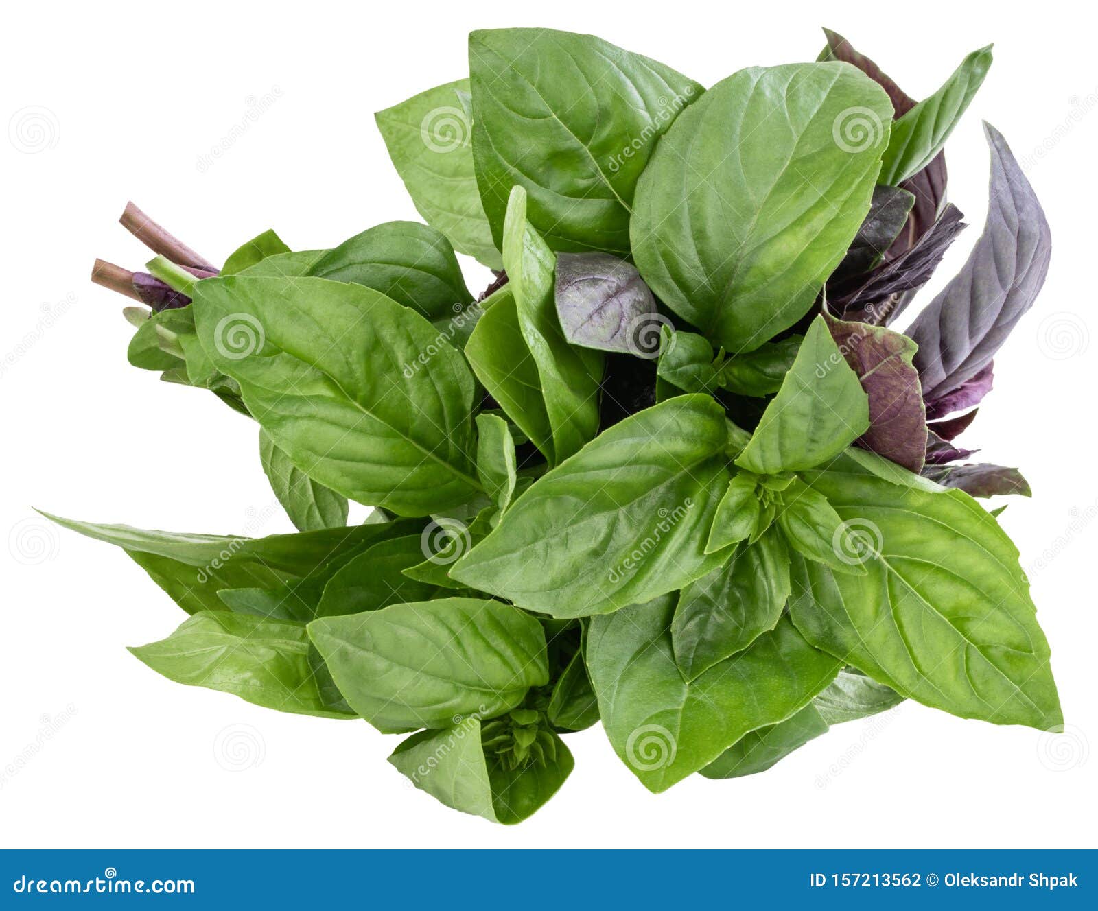 Bunch of Basil Isolated on White Background Stock Photo - Image of ...