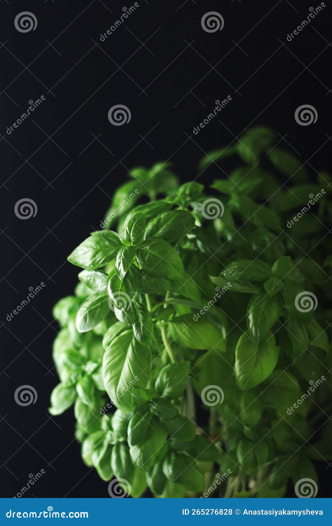 A Bunch of Basil in Low Key Stock Photo - Image of freshness, aromatic ...