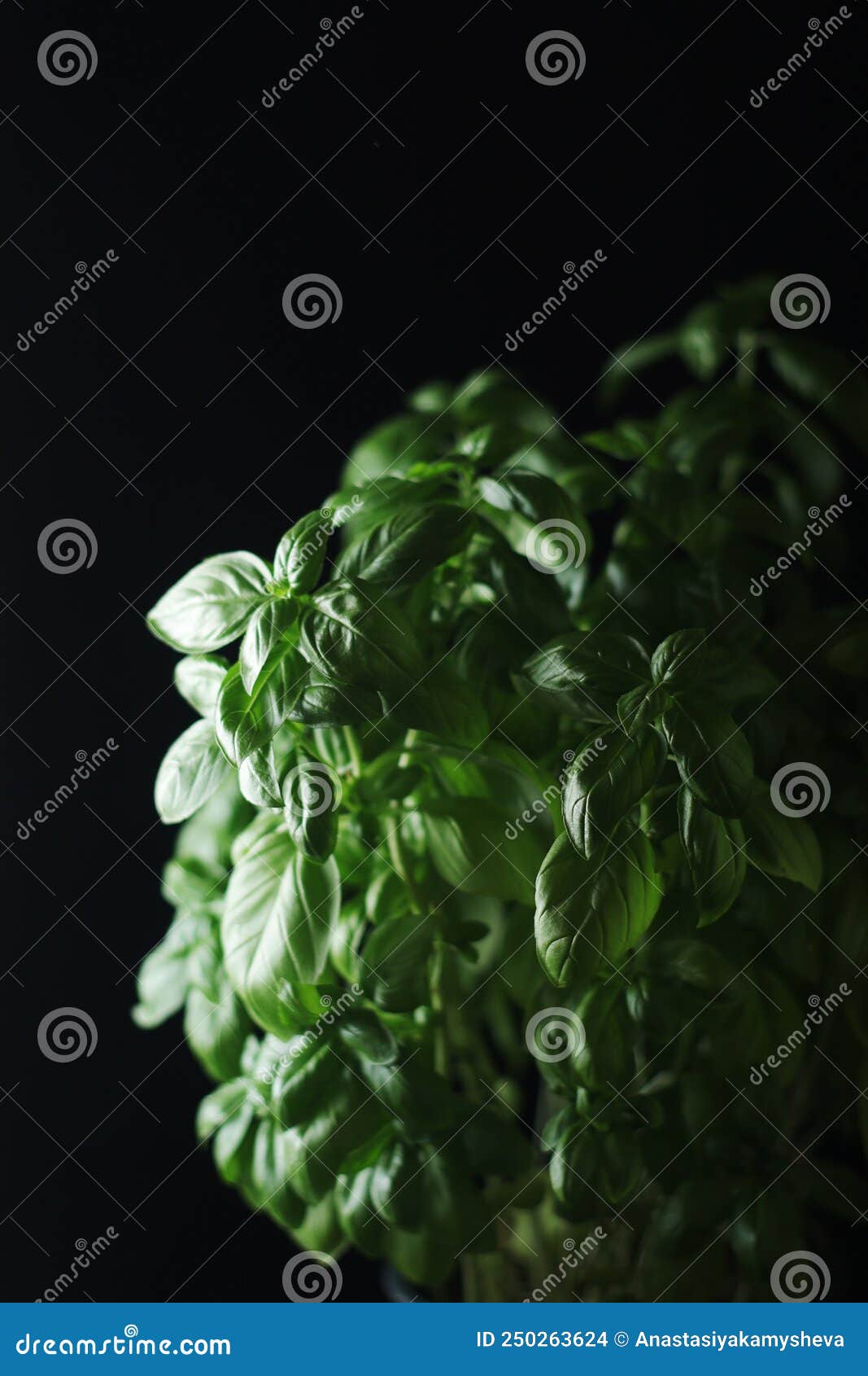 A Bunch of Basil in Low Key Stock Photo - Image of bunch, culinary ...