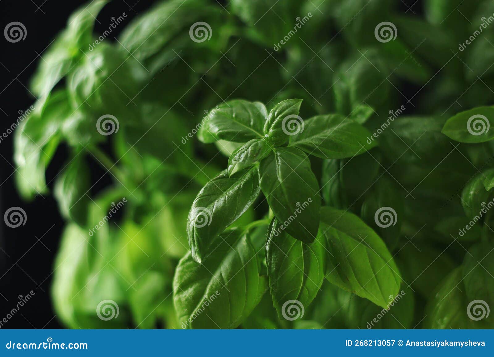 A Bunch of Basil in Low Key Stock Image - Image of space, ingredient ...