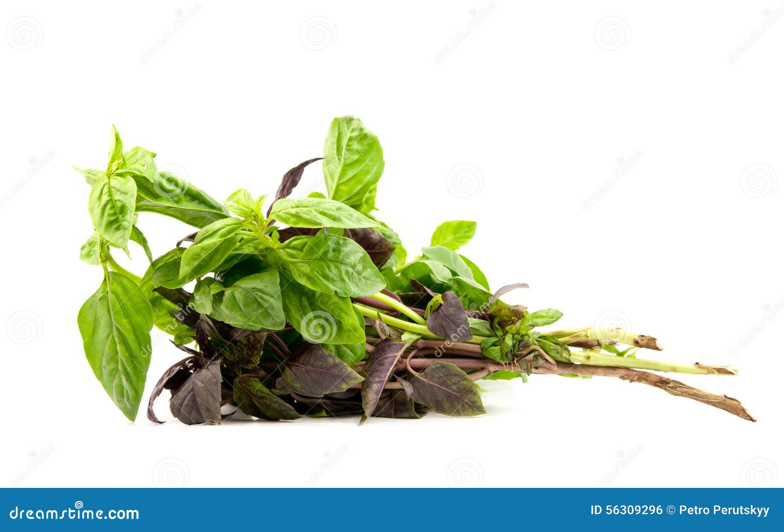 Bunch of basil stock photo. Image of ingredient, foodstuffs - 56309296