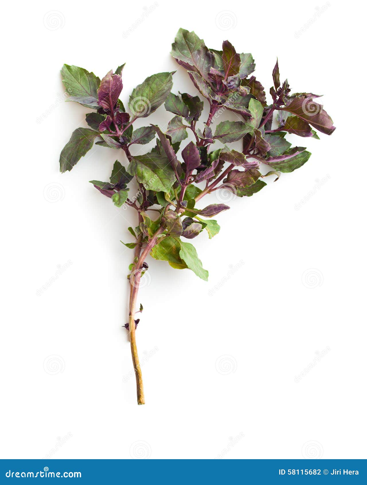 Bunch of basil stock photo. Image of fresh, leaf, natural - 58115682