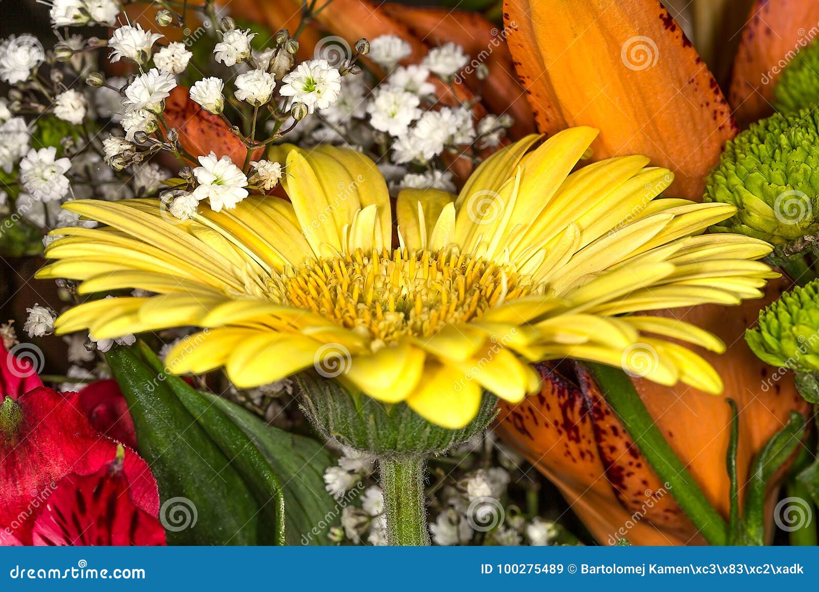 Bunch of Beautiful Flowers with Many Colors Stock Image - Image of leaf ...