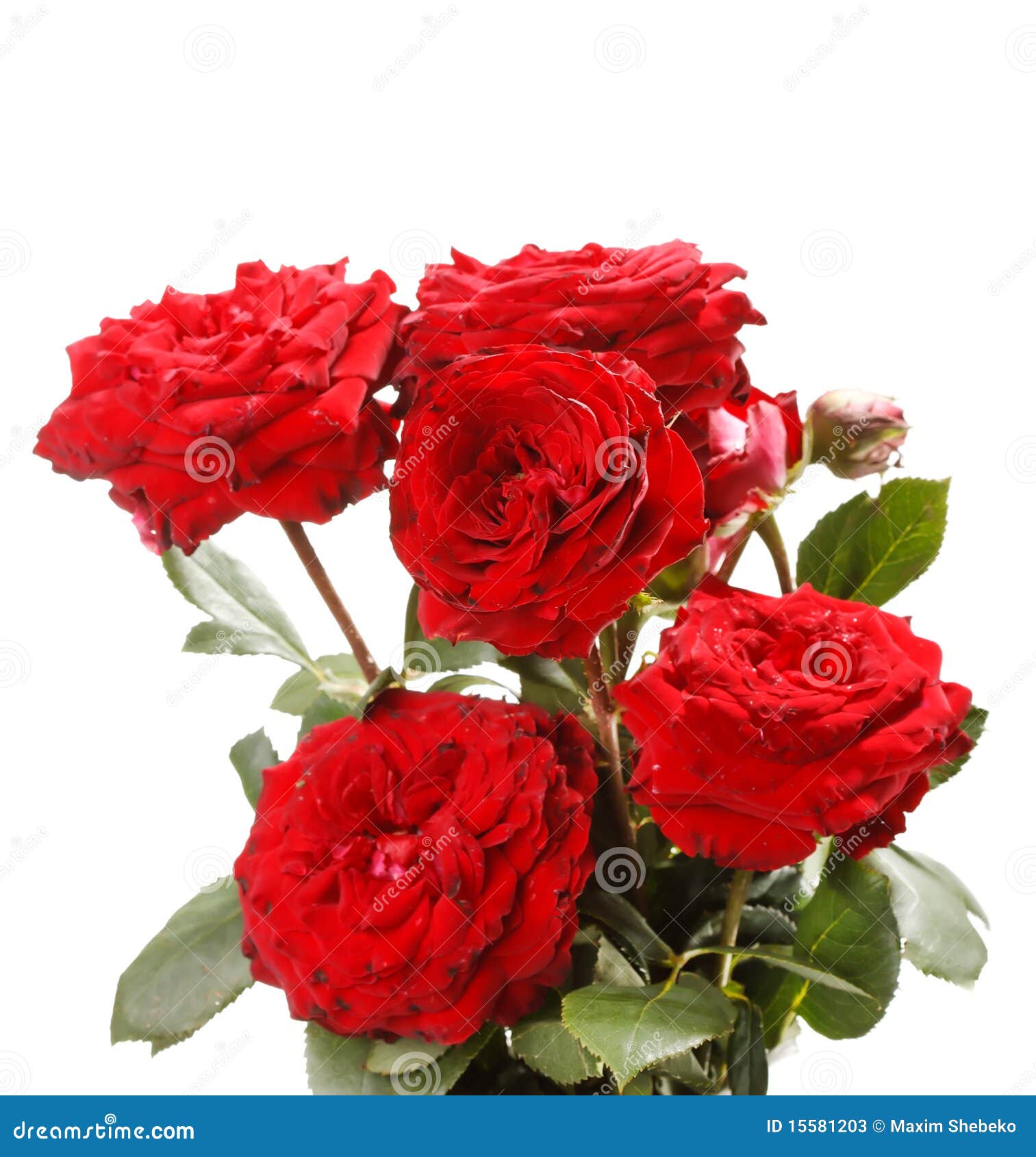 Bunch of beautiful roses stock image. Image of bloom - 15581203