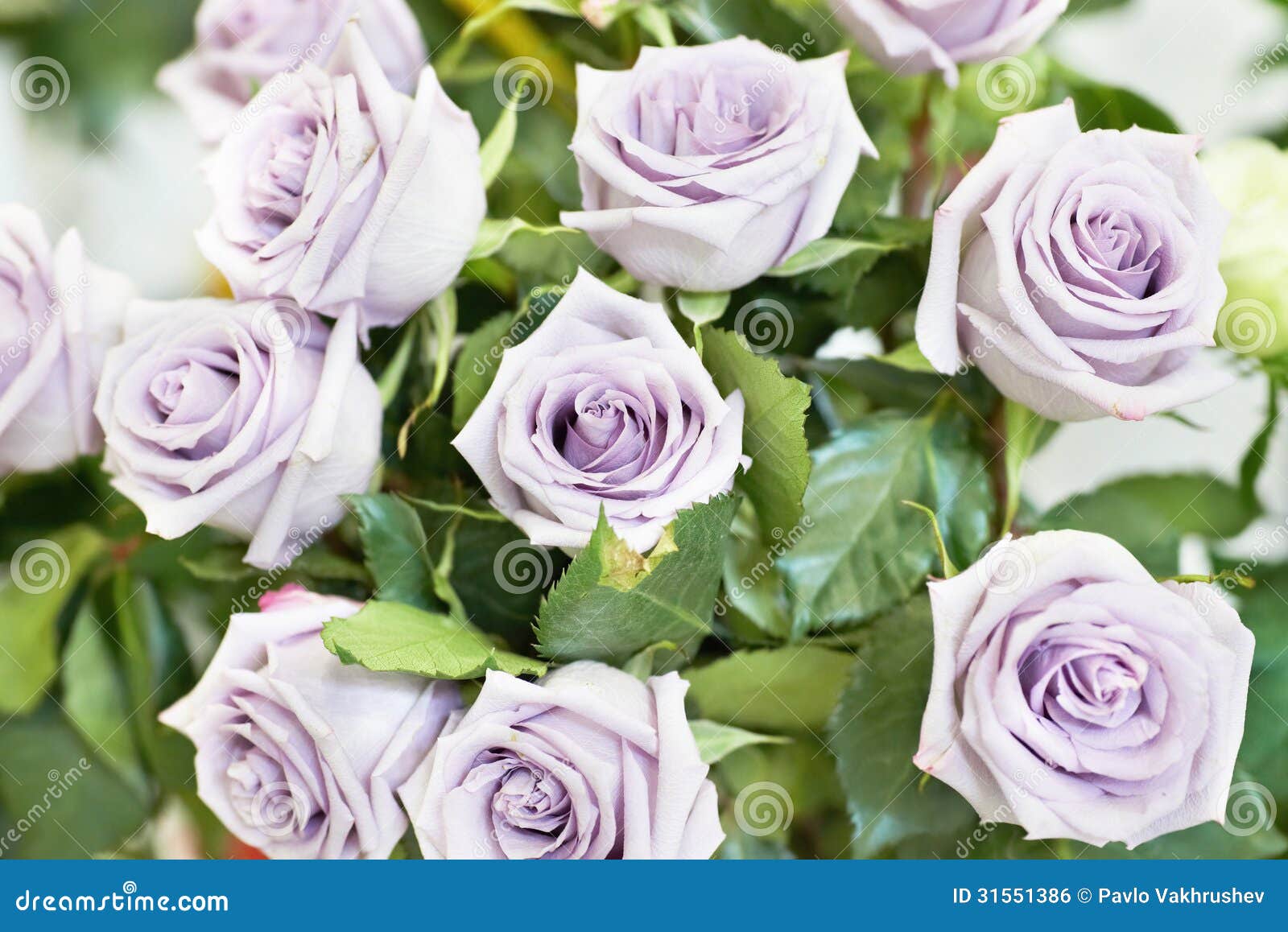 Bunch of beautiful roses stock photo. Image of beauty - 31551386