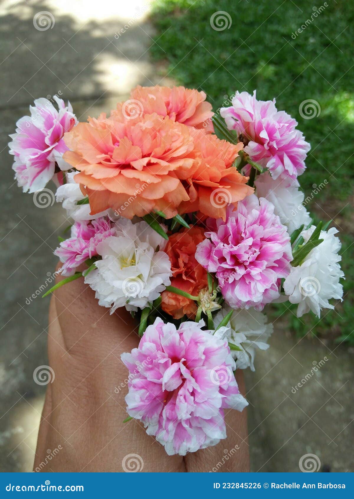 Bunch of Beautiful Vietnam Rose Flowers Stock Photo - Image of lilac ...