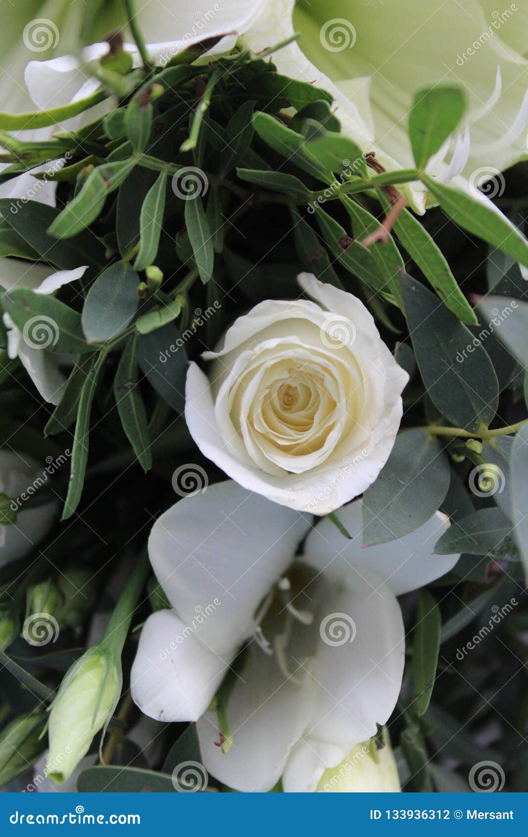 Beautiful white roses stock photo. Image of nature, flower - 133936312