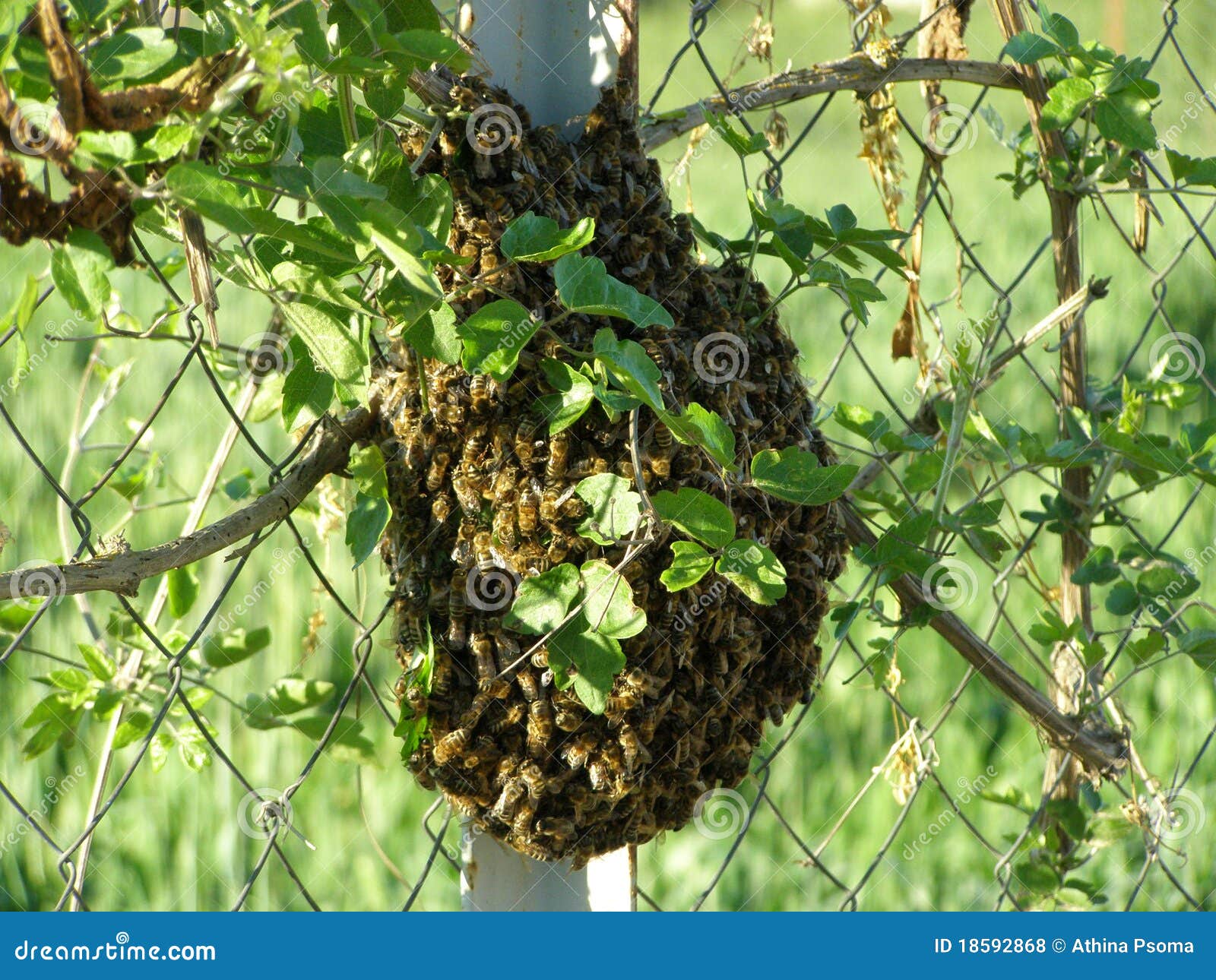 Bunch of bees stock photo. Image of bees, cluster, fence - 18592868