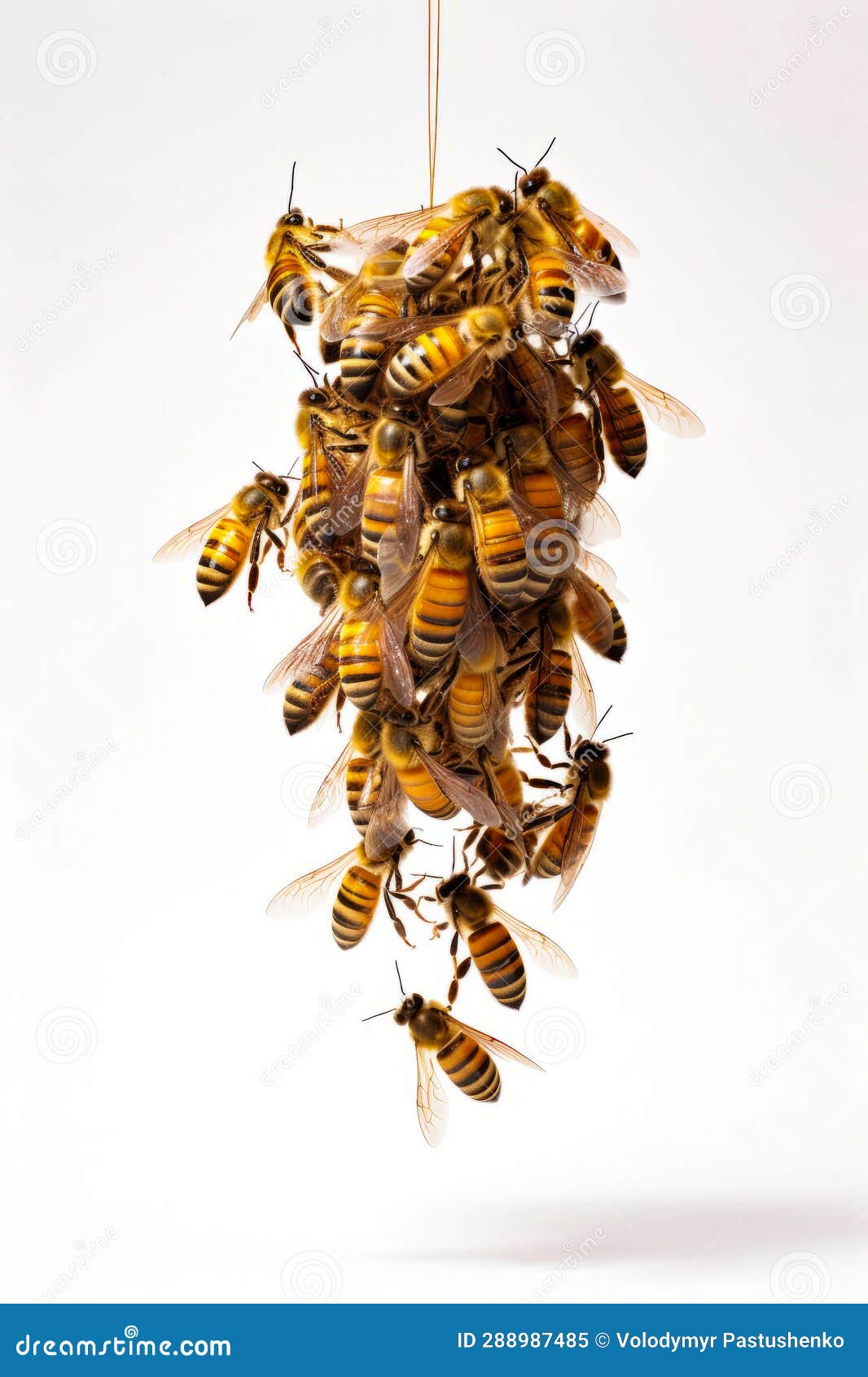 Bunch of Bees are Hanging from Tree Branch with Their Wings Spread. Generative AI Stock Image ...