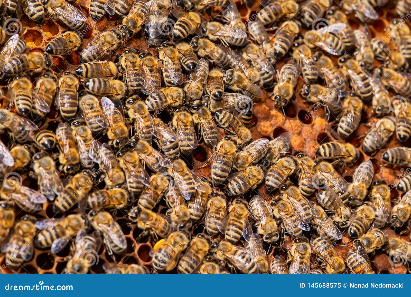 A Bunch of Bees on a Honeycomb Stock Image - Image of activity, honey ...
