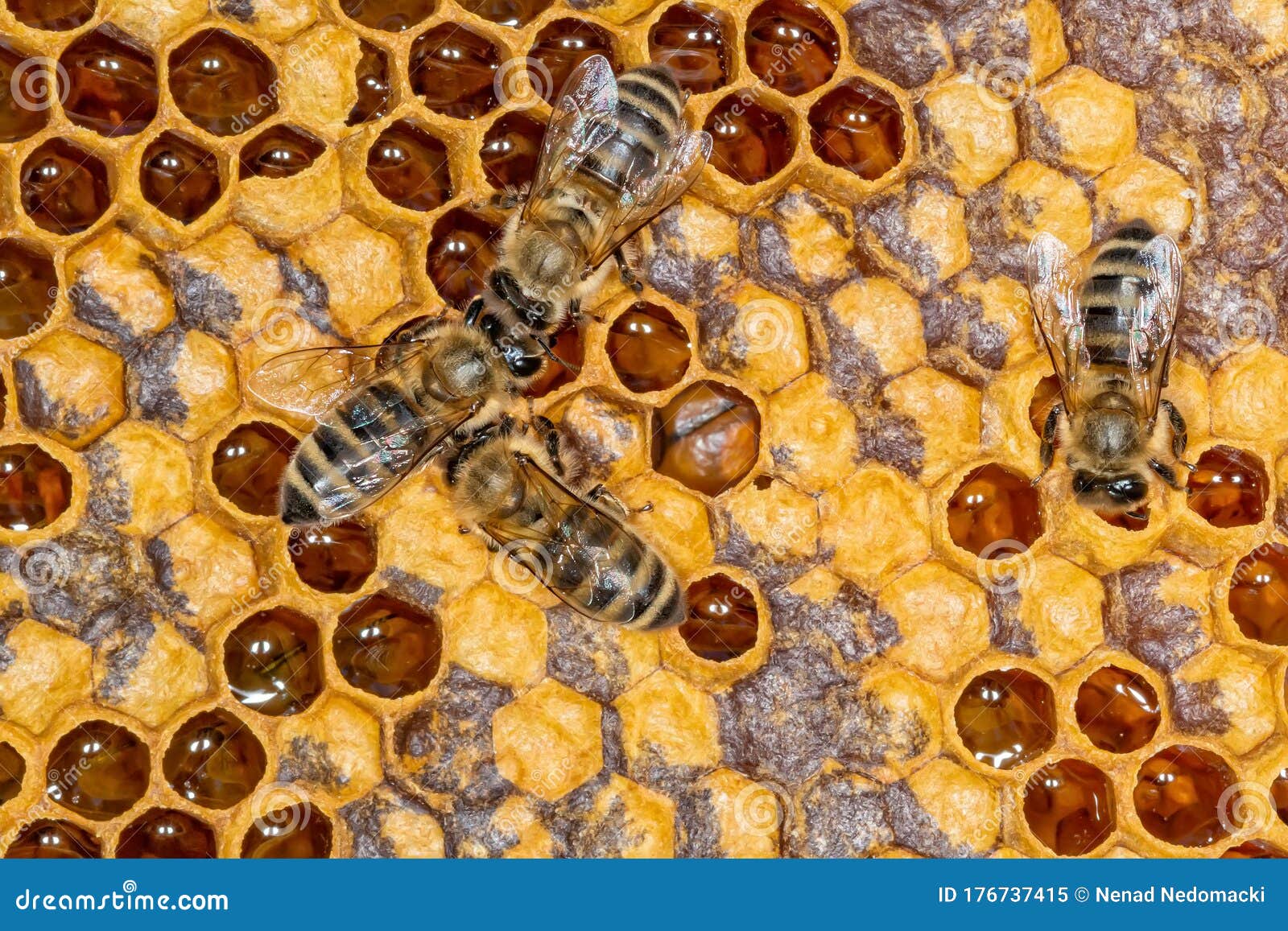 A Bunch of Bees on a Honeycomb Stock Image - Image of eating, beehive ...