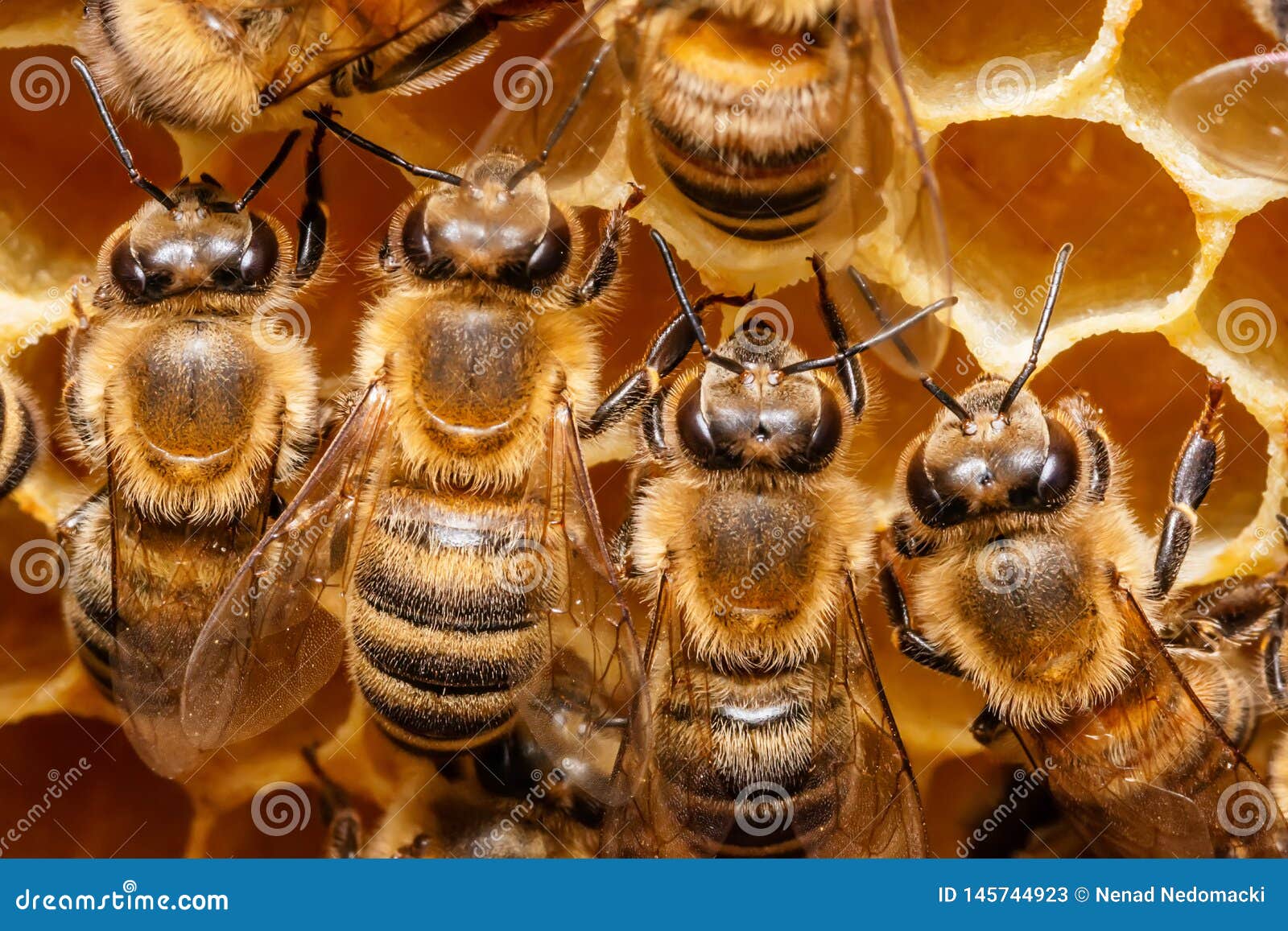 Honeycomb With Bee Hive, Viet Nam Apiculture Stock Photo ...