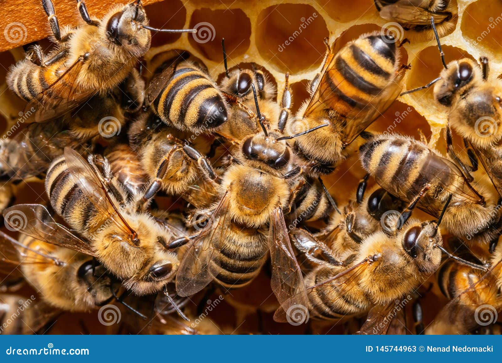A Bunch of Bees on a Honeycomb in a Hive Stock Image - Image of healthy ...
