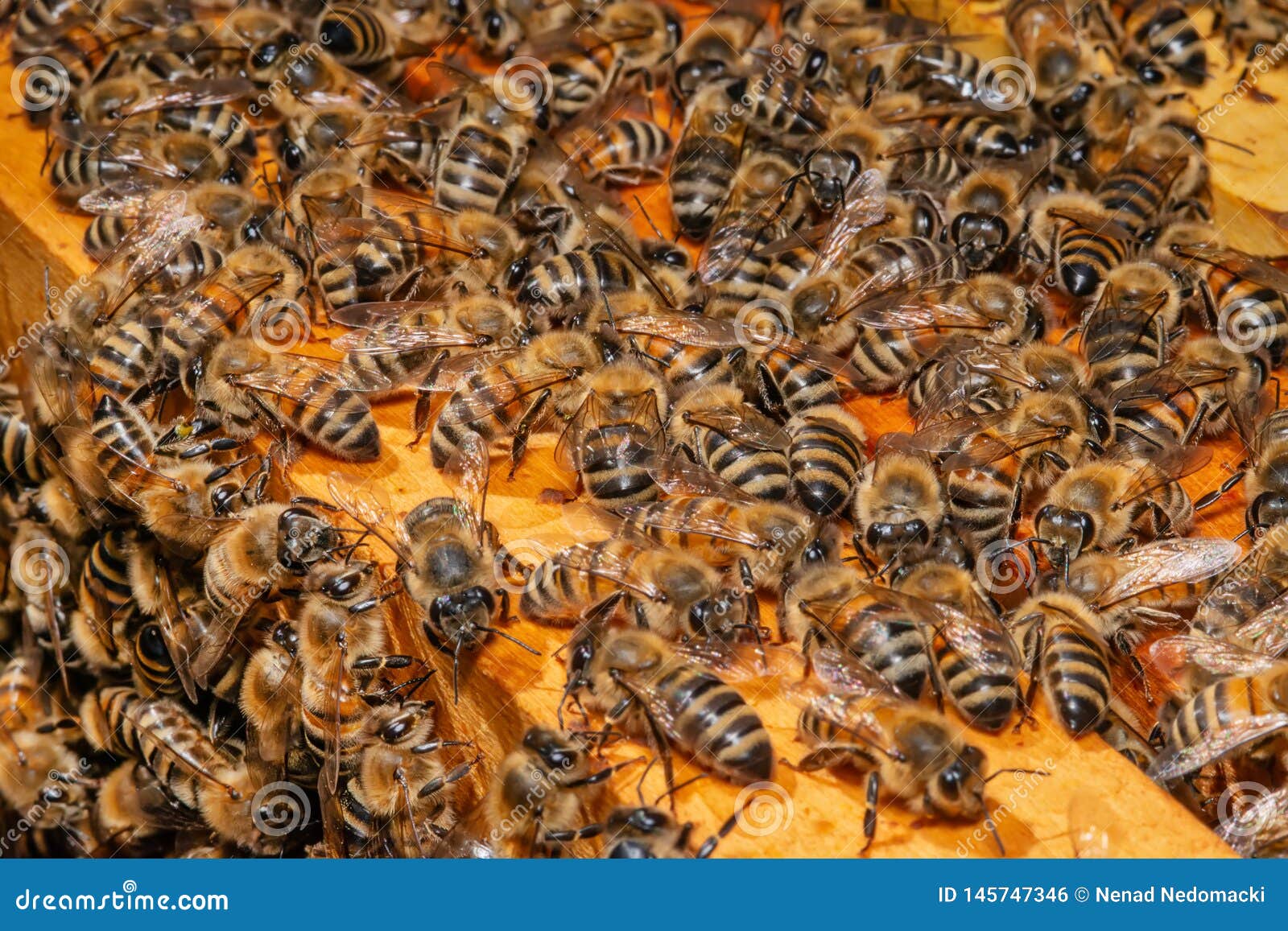 A Bunch of Bees on a Honeycomb in a Hive Stock Photo - Image of closeup ...