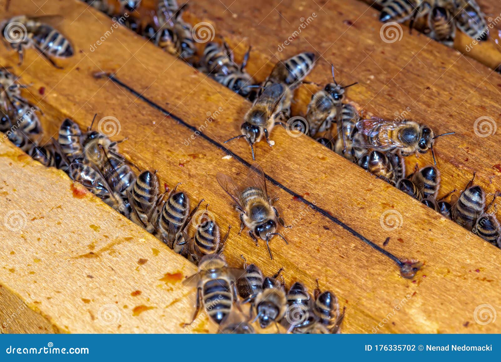 A Bunch of Bees on a Honeycomb in a Hive Stock Photo - Image of insects ...