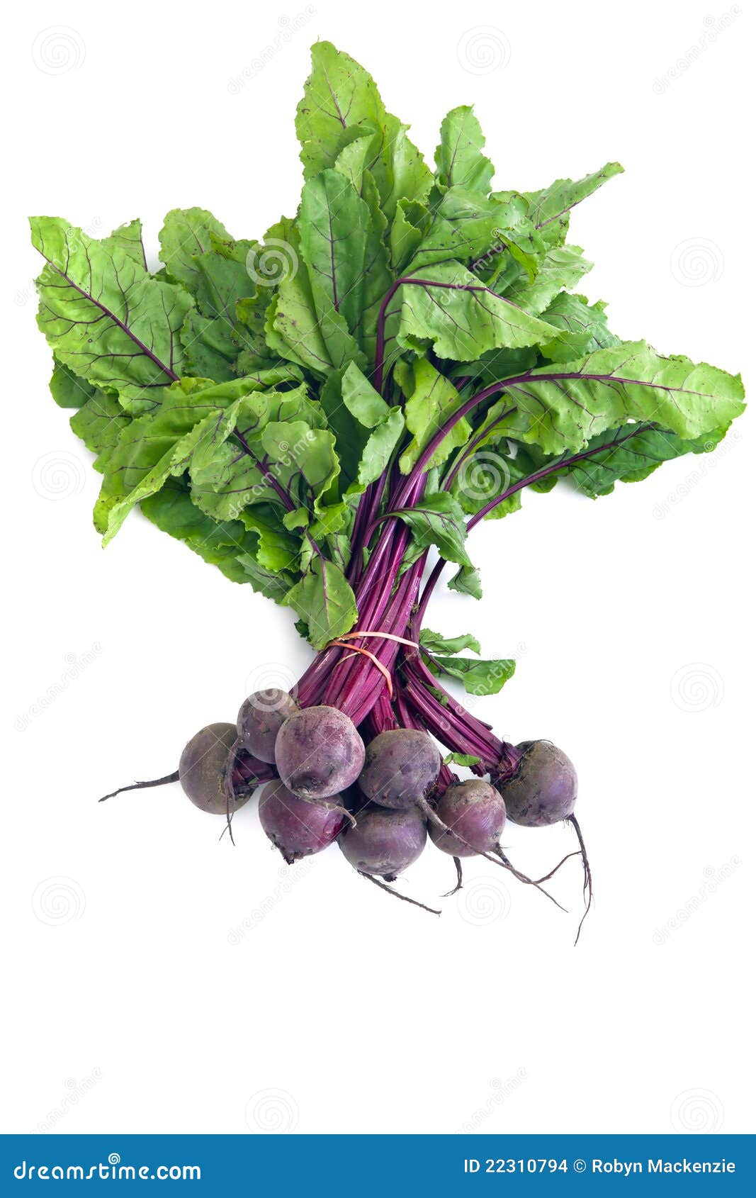 Bunch of Beetroot stock photo. Image of isolated, leaves - 22310794