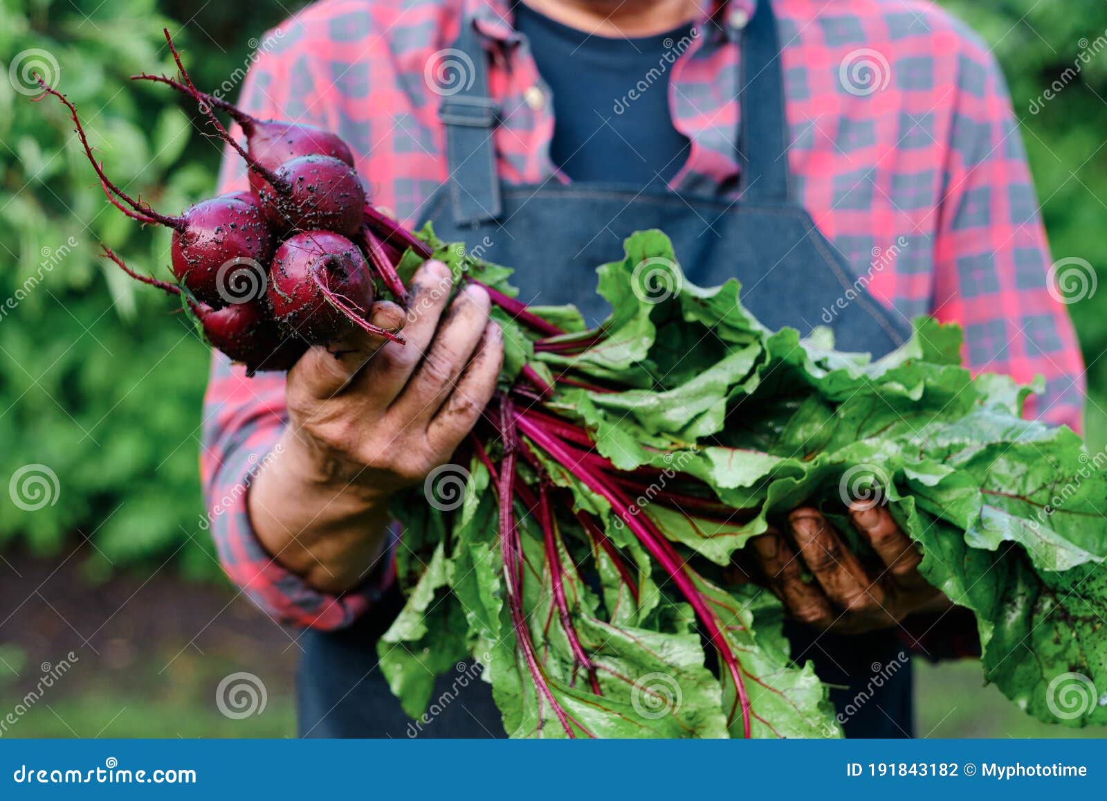 Bunch of Beetroot Harvest in Farmer Hands Stock Photo - Image of ...